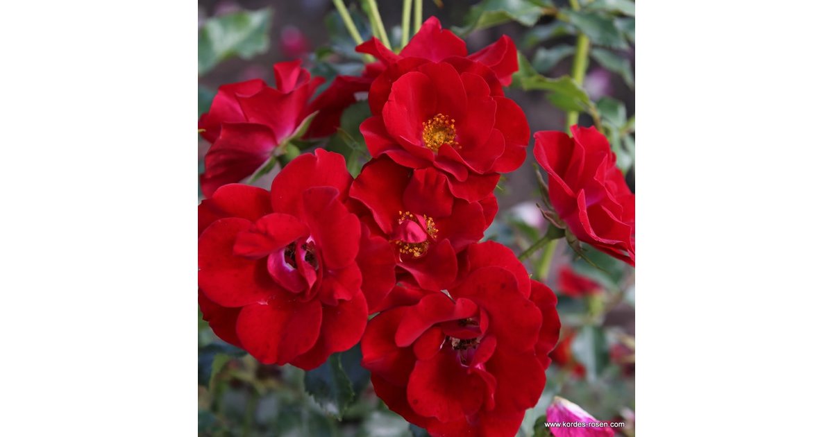 Marondo km 80 cm za 36,00