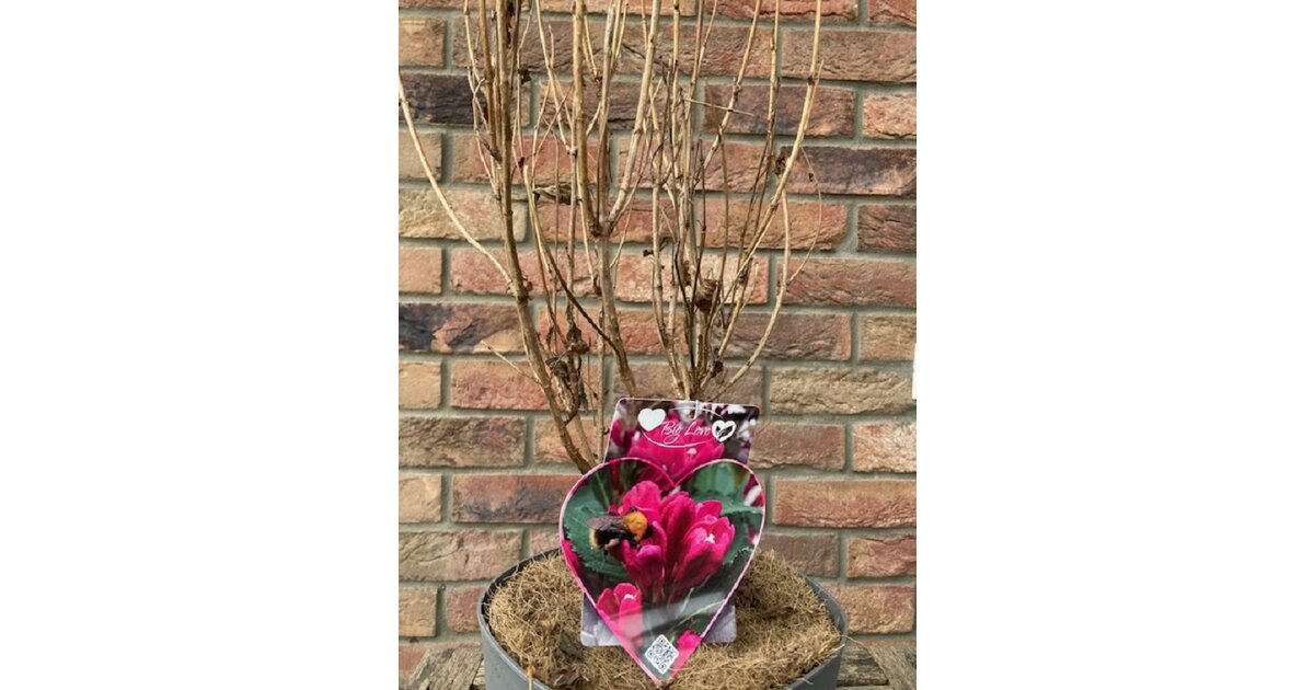 Weigela Big Love za 18,50