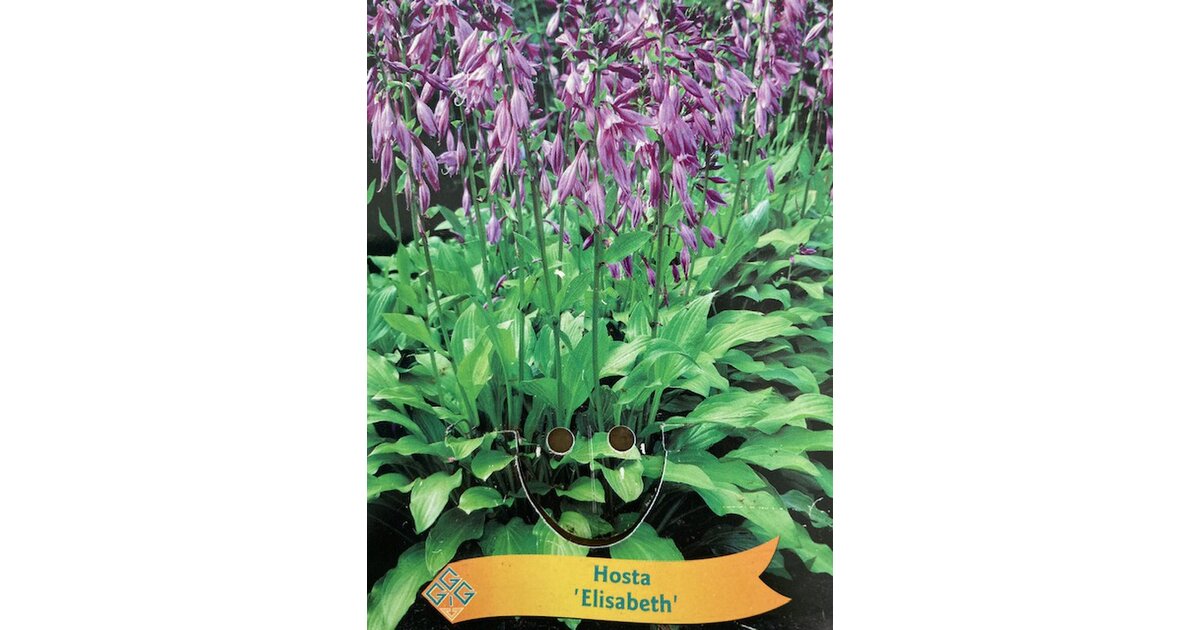Hosta Elisabeth za 5,50