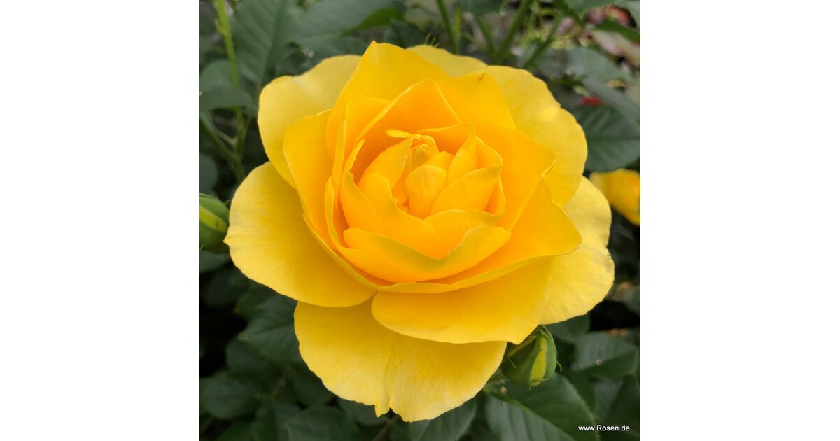 Here Comes the Sun za 10,00